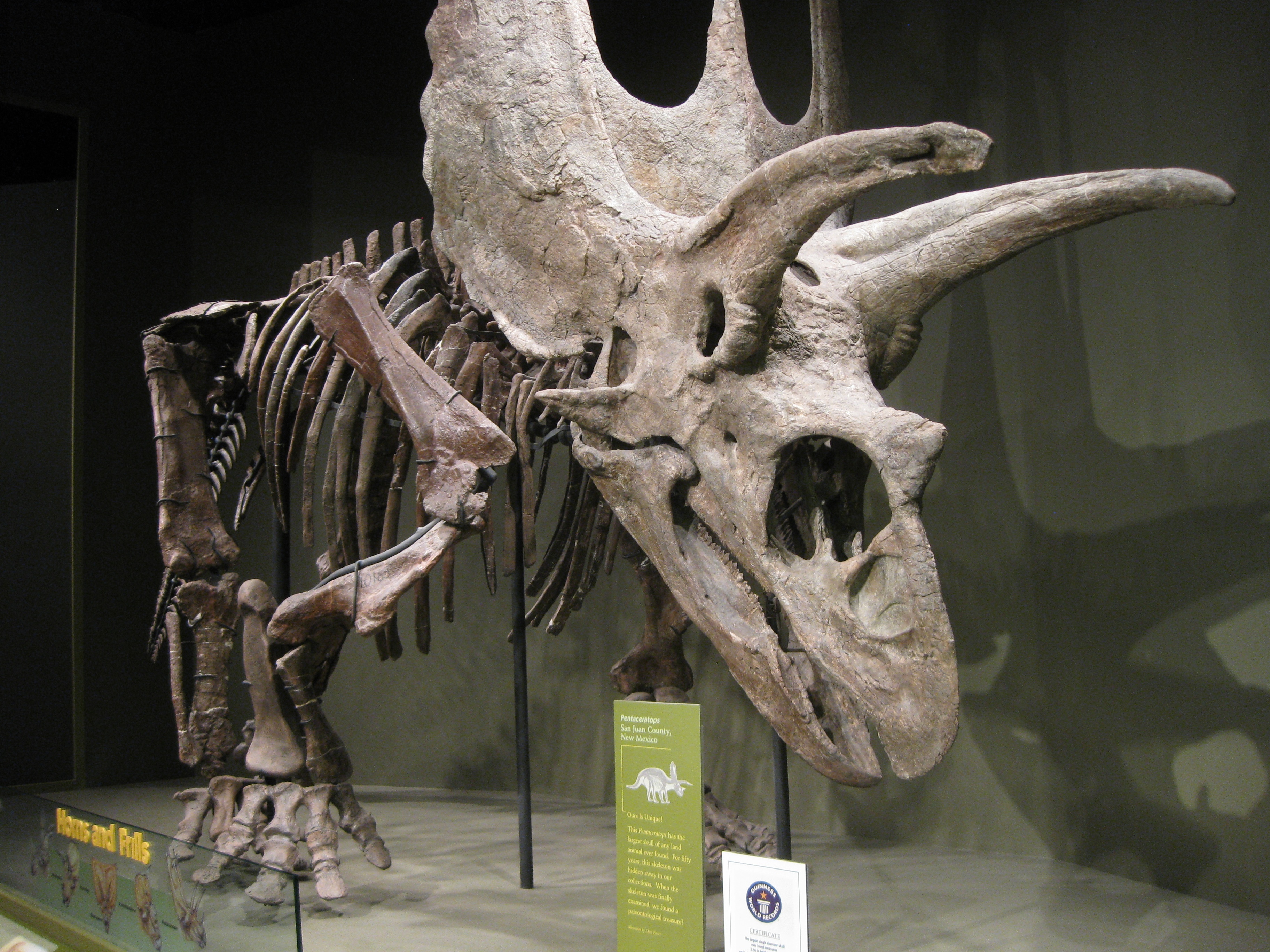 Pentaceratops from the late Cretaceous | Miami é Florida